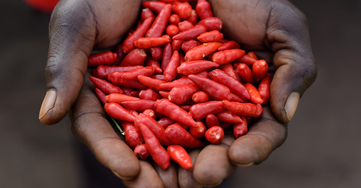 Improving Seed Access Across Eastern Africa Latest News From Farm Africa