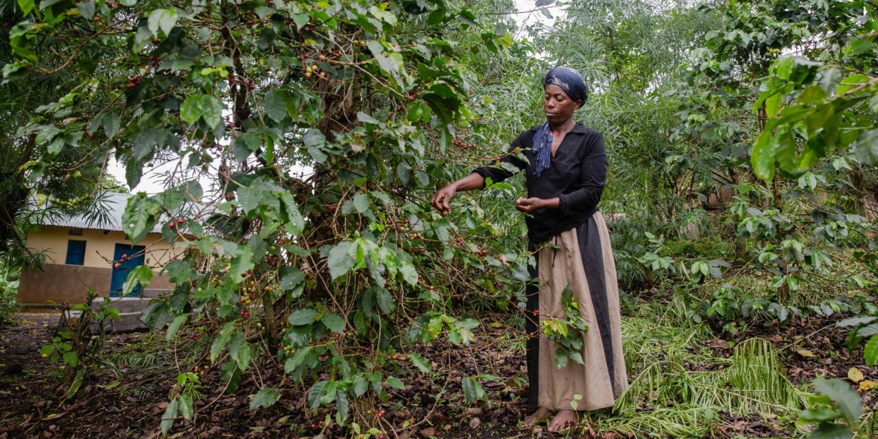 Businesswomen can energise Uganda’s coffee industry - Farm Africa