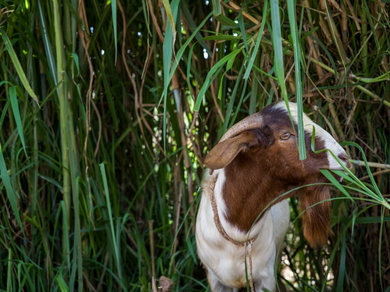 Goat Power - Anna's story - Farm Africa
