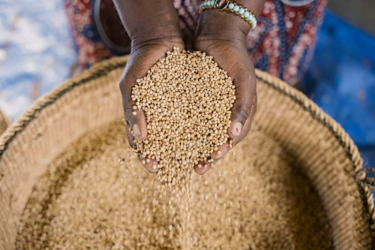 Transforming lives with high-quality seeds - Farm Africa