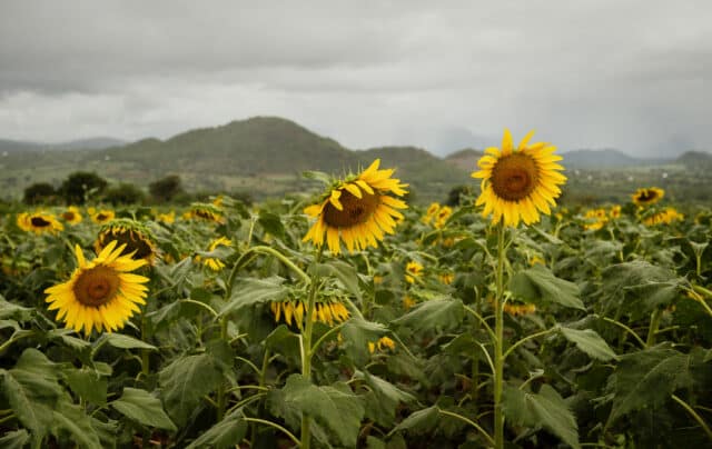 Sunflower success for young people in Tanzania - Farm Africa