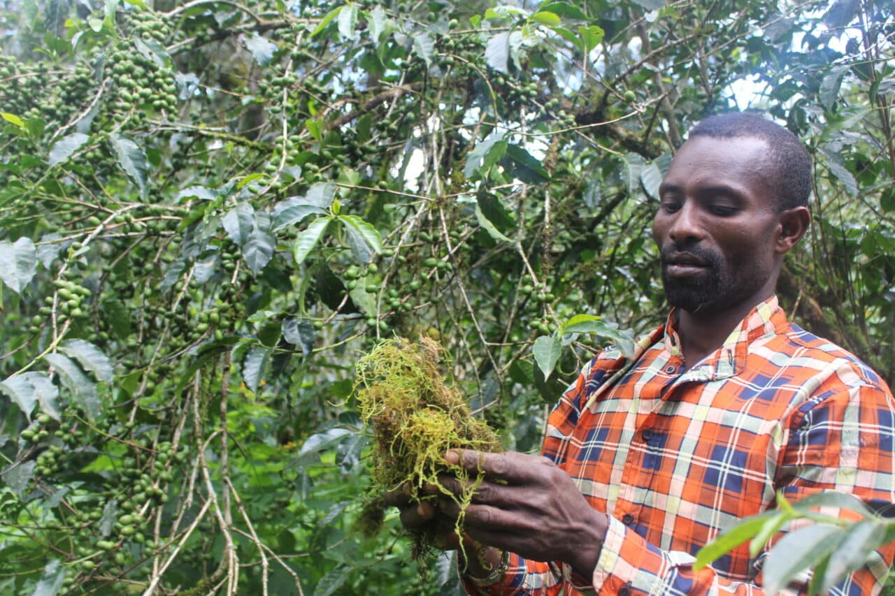 The secret to growing Ethiopia's best coffee - Farm Africa