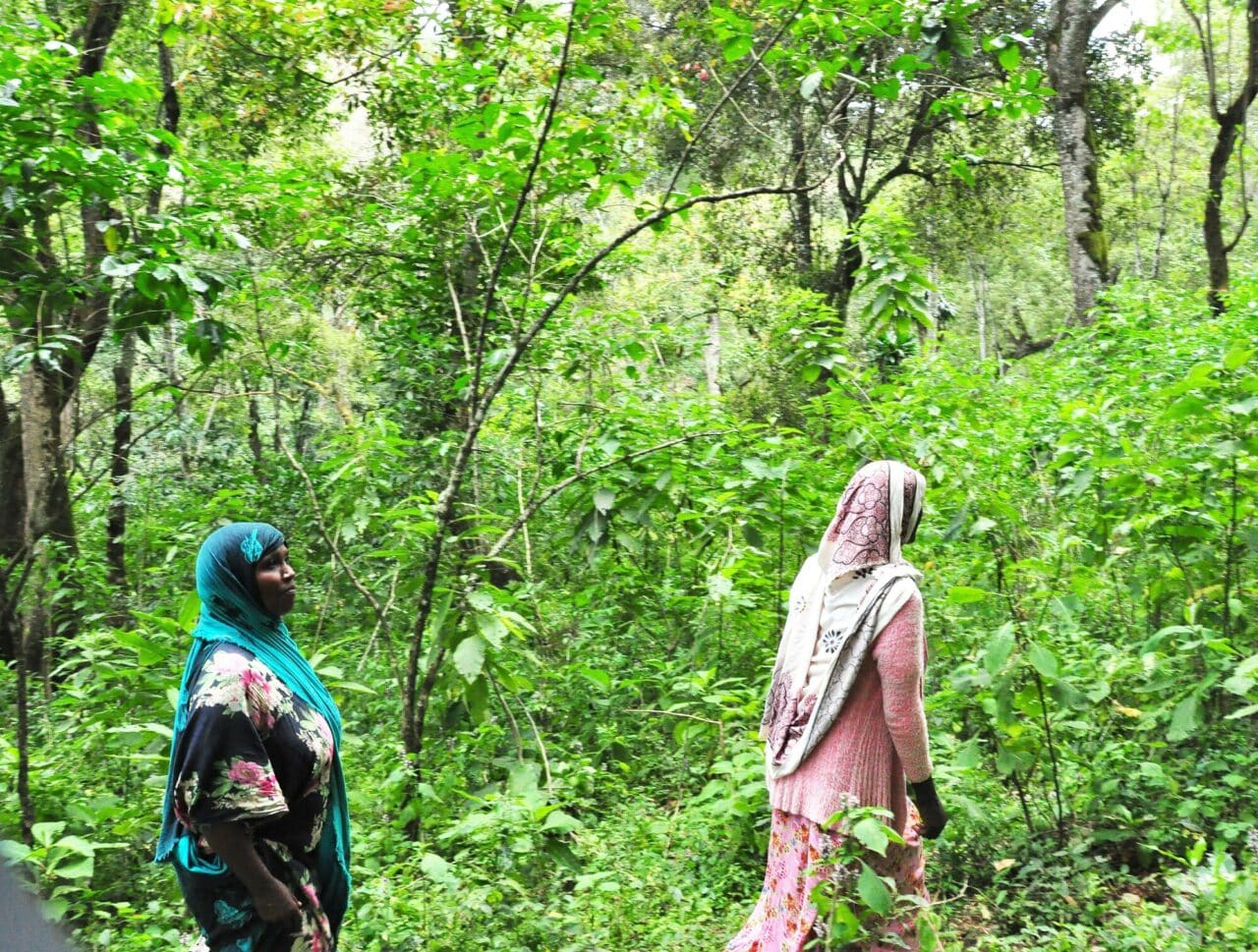 Boost productivity - Farm Africa